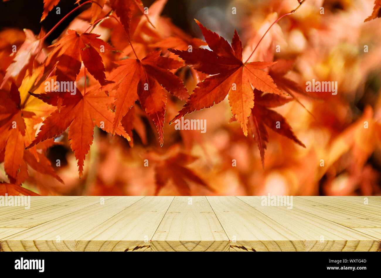 Perspective wood counter with Japanese maple tree garden in autumn ...