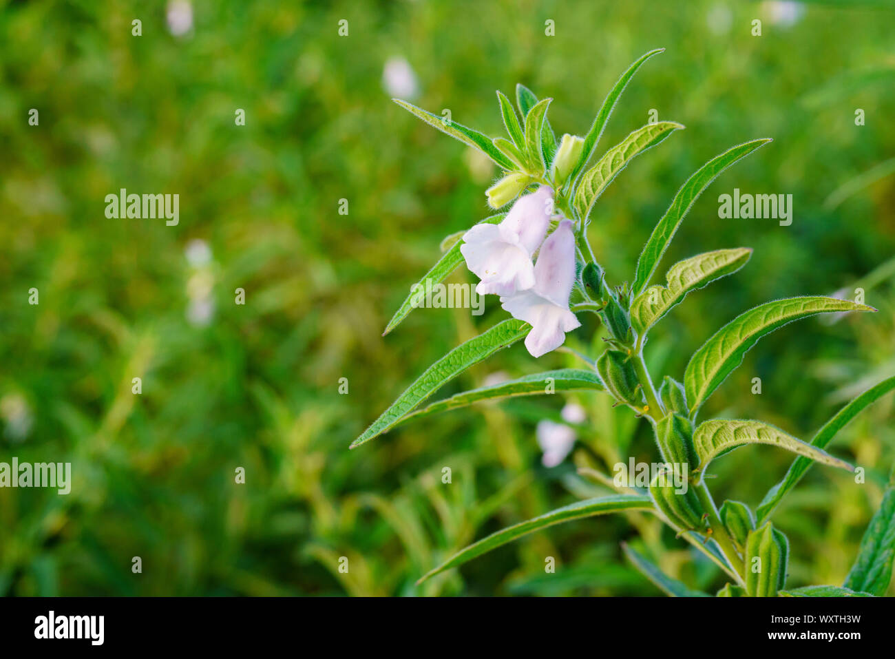 Sesame seed flower on tree in the field, Sesame a tall annual ...