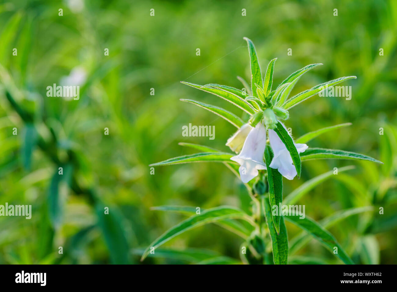 Sesame seed flower on tree in the field, Sesame a tall annual ...
