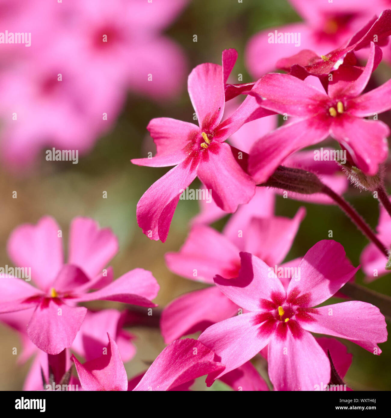 Pretty pink flowers hi-res stock photography and images - Alamy