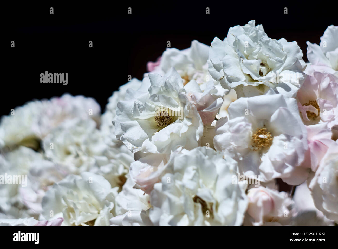 Huge bunch of white roses Stock Photo - Alamy