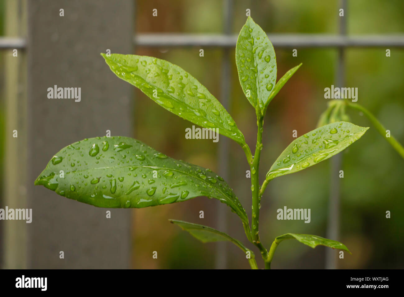 A lemon tree with leaves sprayed with water Stock Photo - Alamy