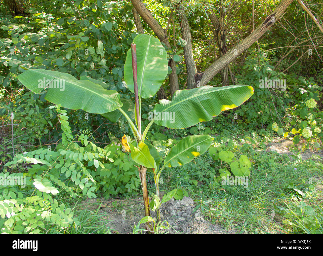 Musa basjoo banana tree hi-res stock photography and images - Alamy