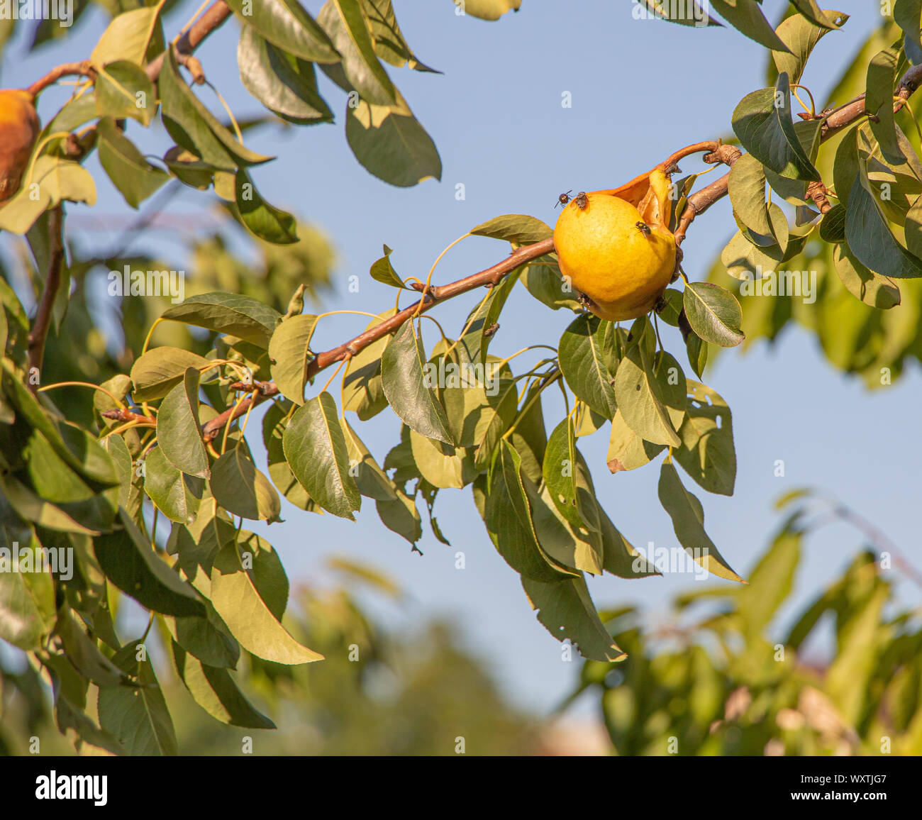 Pears and disease hi-res stock photography and images - Alamy