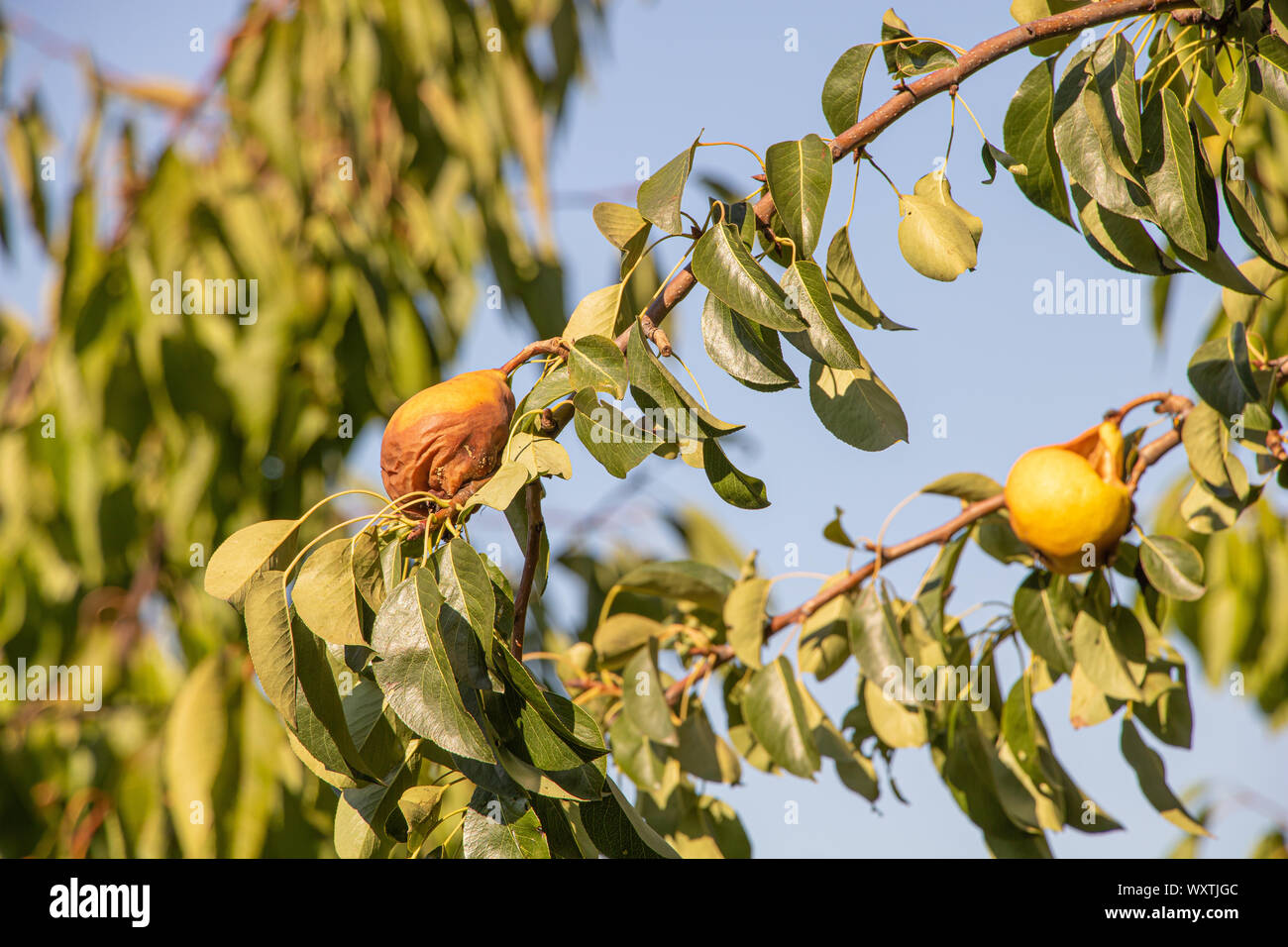 Pears and disease hi-res stock photography and images - Alamy