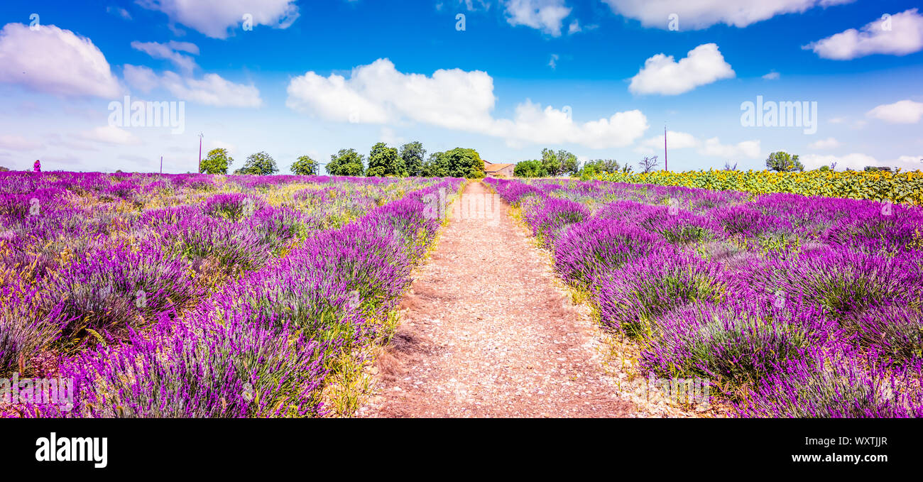 Lavender field in Provence France. Panoramic landscape view with path ...