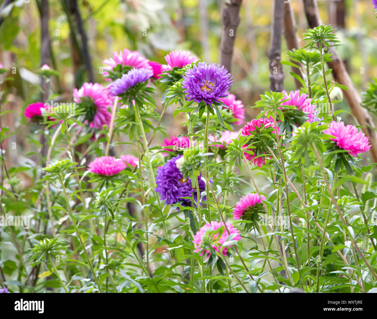 Callistephus pink flower in hi-res stock photography and images - Alamy