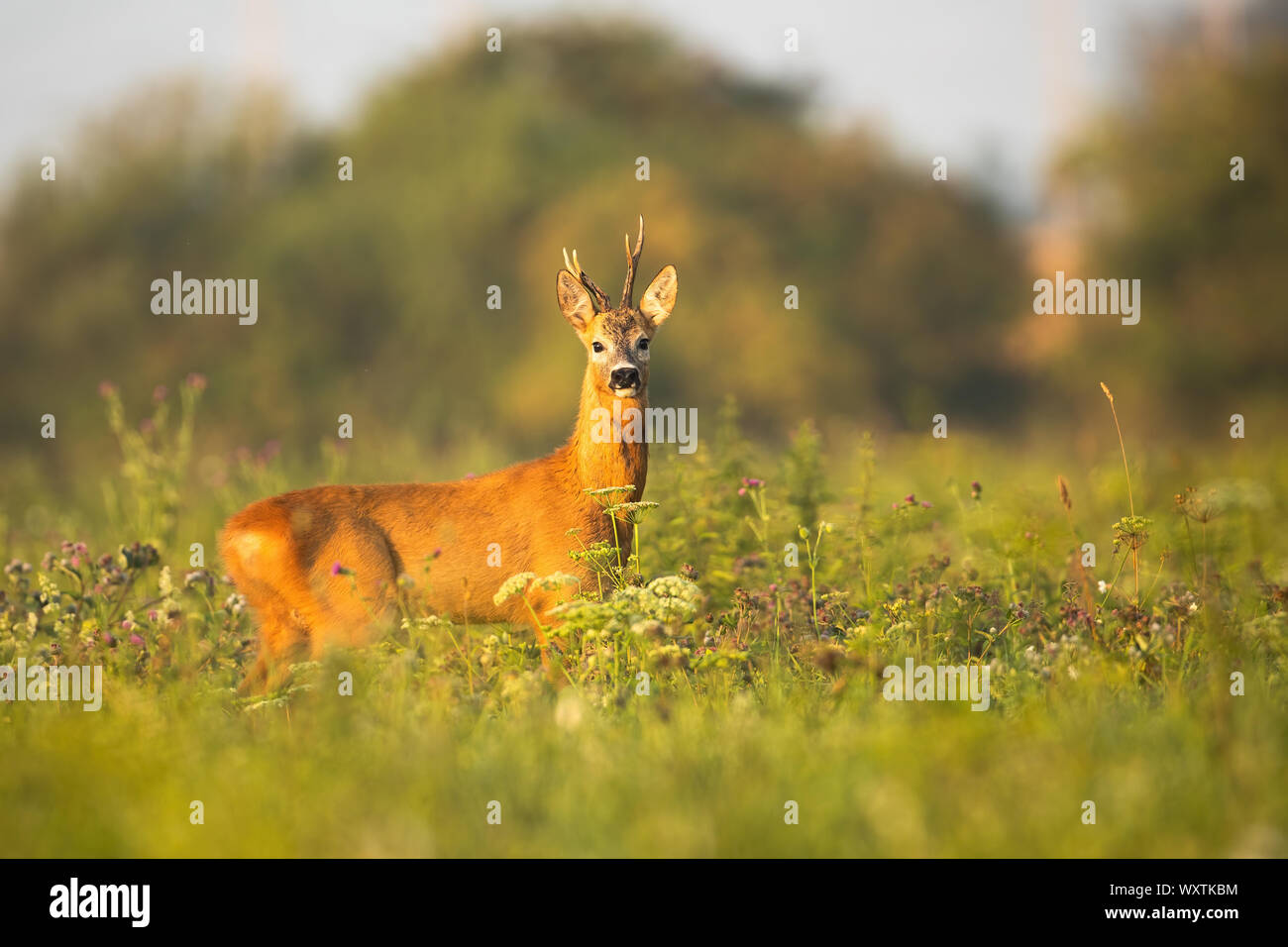 Asymmetrical dew hi-res stock photography and images - Alamy