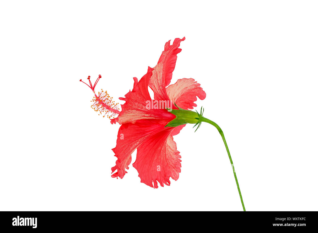 Back side of hibiscus flower hi-res stock photography and images - Alamy