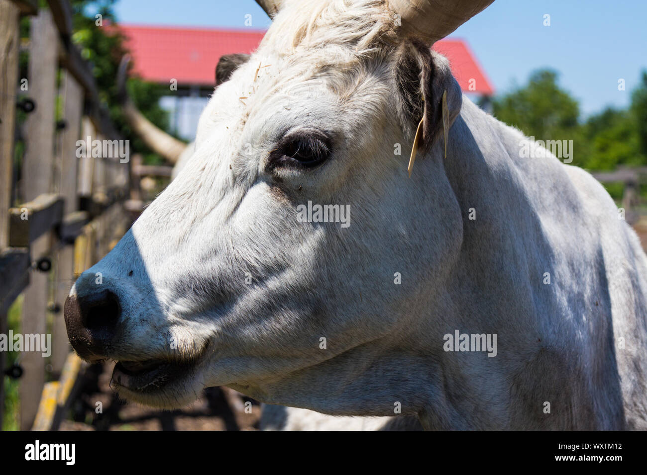 Young Hungarian grey gray cattle cow head shot side view close-up ...