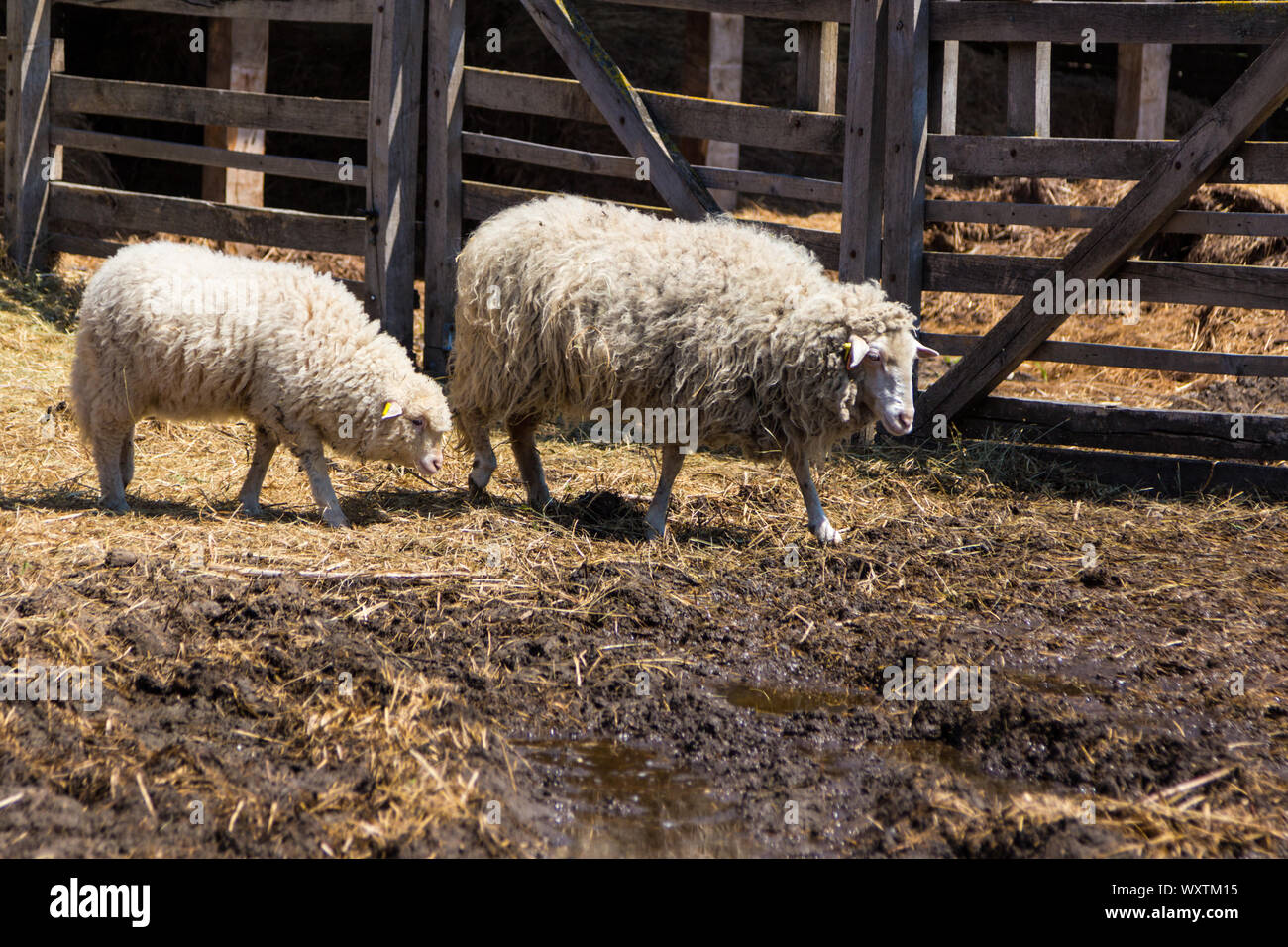 Young Hungarian racka sheep (Ovis aries strepsiceros hungaricus) at ...