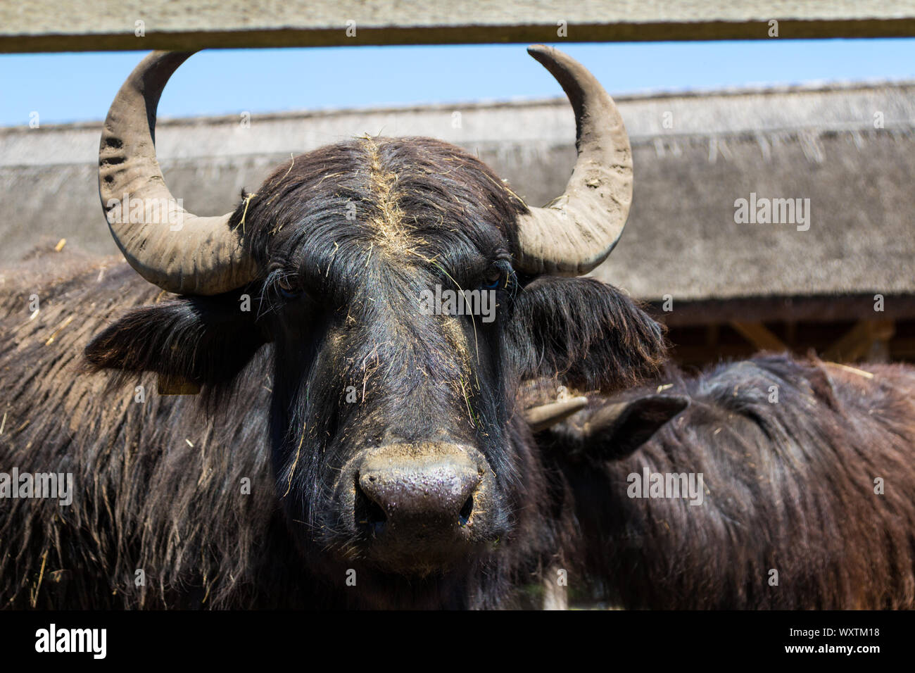 Domestic water buffalo (Bubalus bubalis bubalus) head face portrait ...