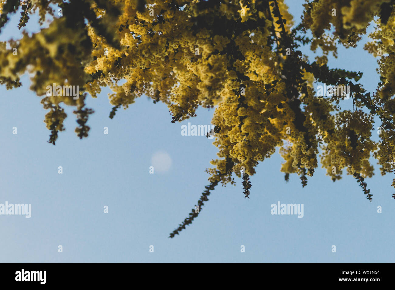 native Australian wattle tree in full bloom featuring the typical round ...
