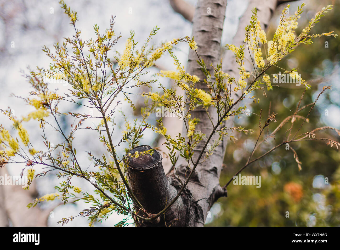 native Australian wattle tree in full bloom featuring the typical round ...