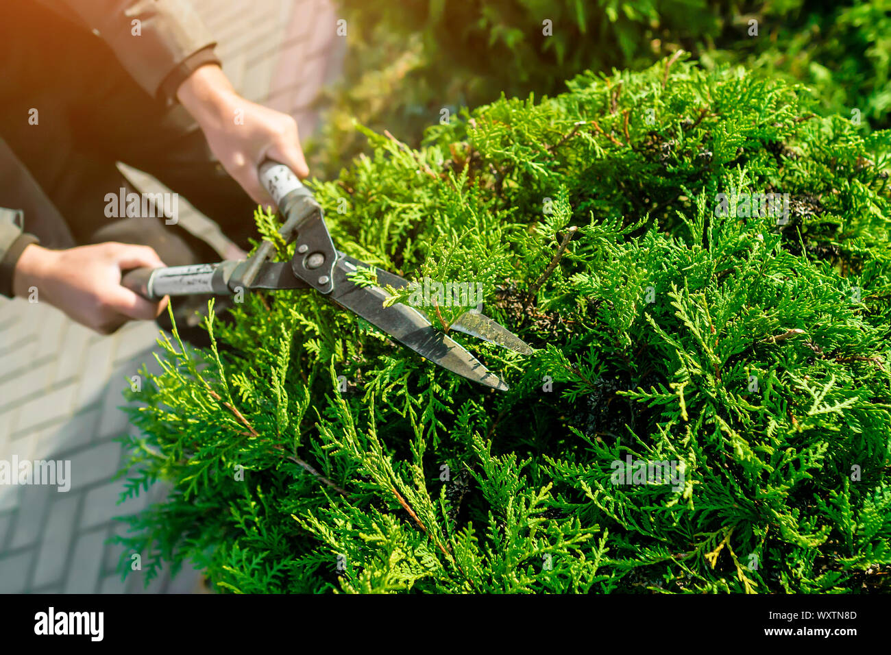 hand with scissors cutting old fir tree branch, landscape designer ...