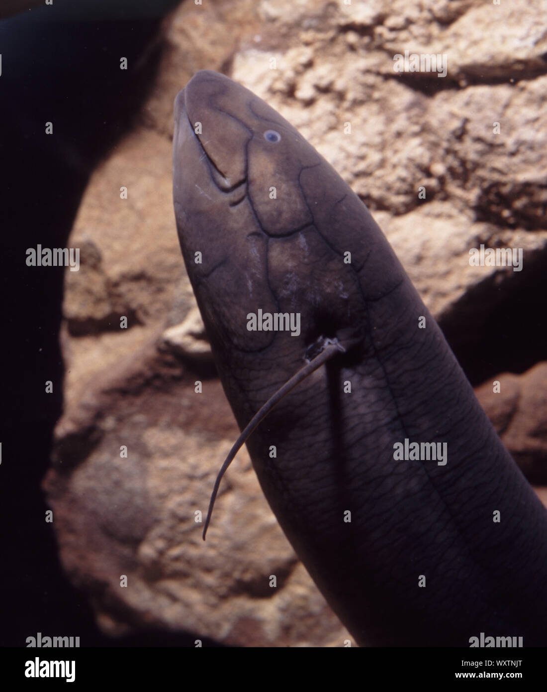 Dipnoi hi-res stock photography and images - Alamy