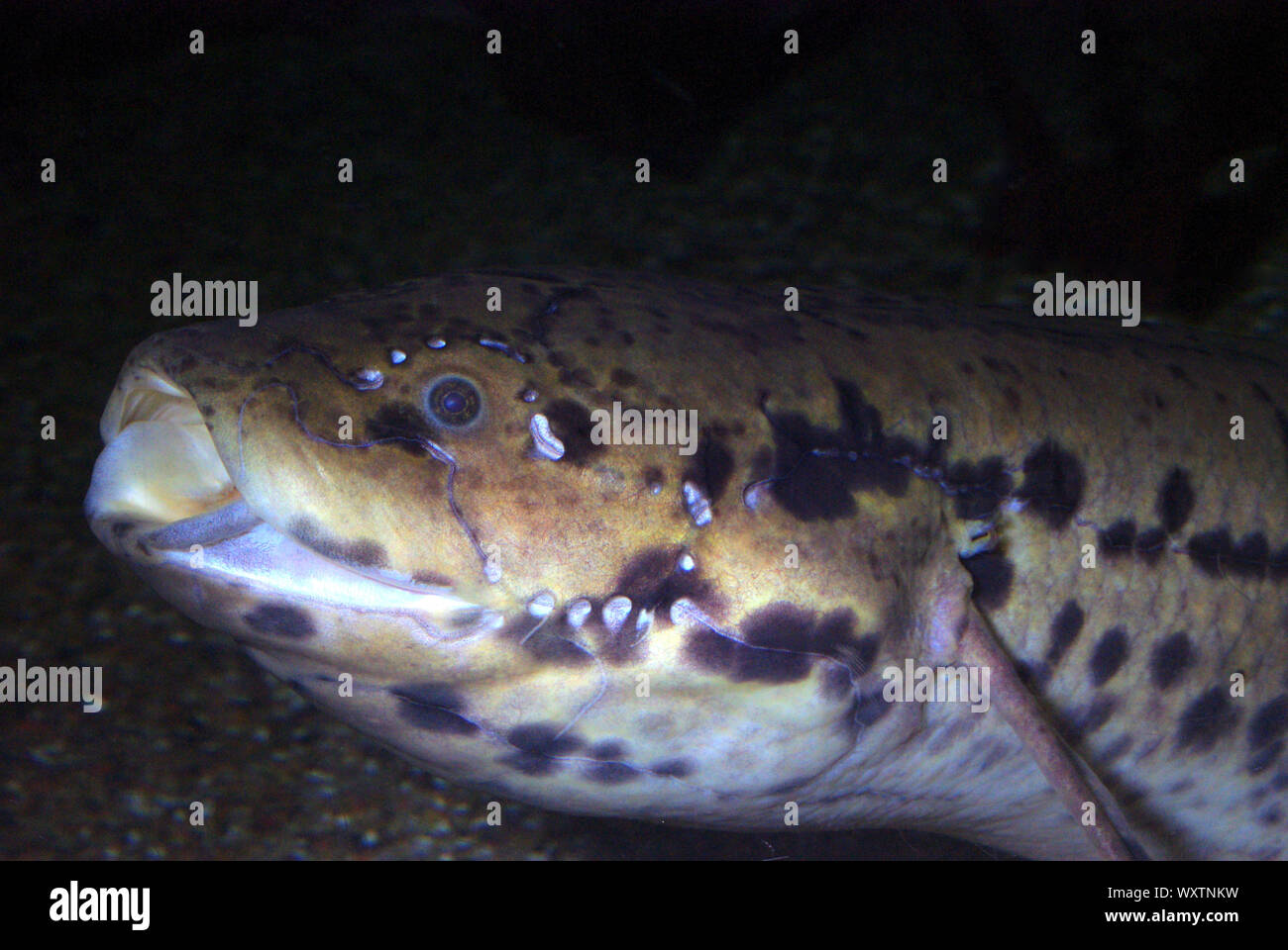 African lungfish, Protopterus annectens Stock Photo - Alamy