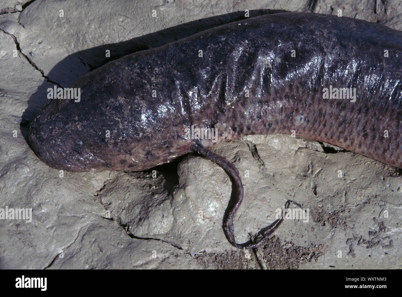 African lungfish, Protopterus annectens Stock Photo - Alamy
