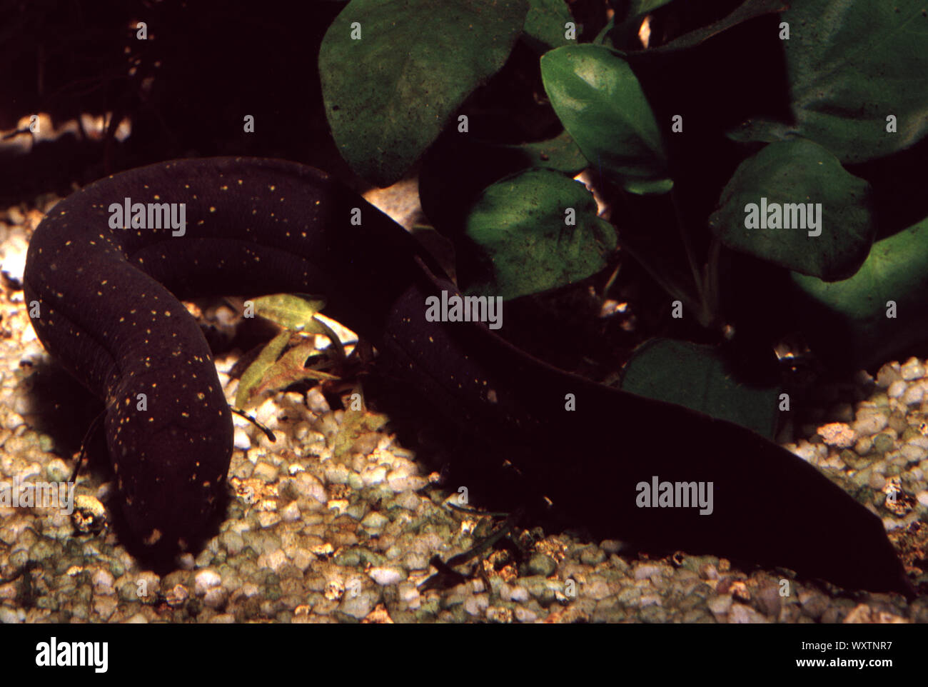 South American lungfish, Lepidosiren paradoxa Stock Photo - Alamy