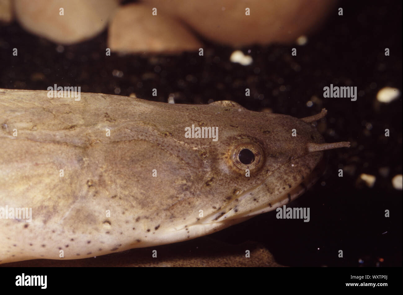 Nile bichir hi-res stock photography and images - Alamy