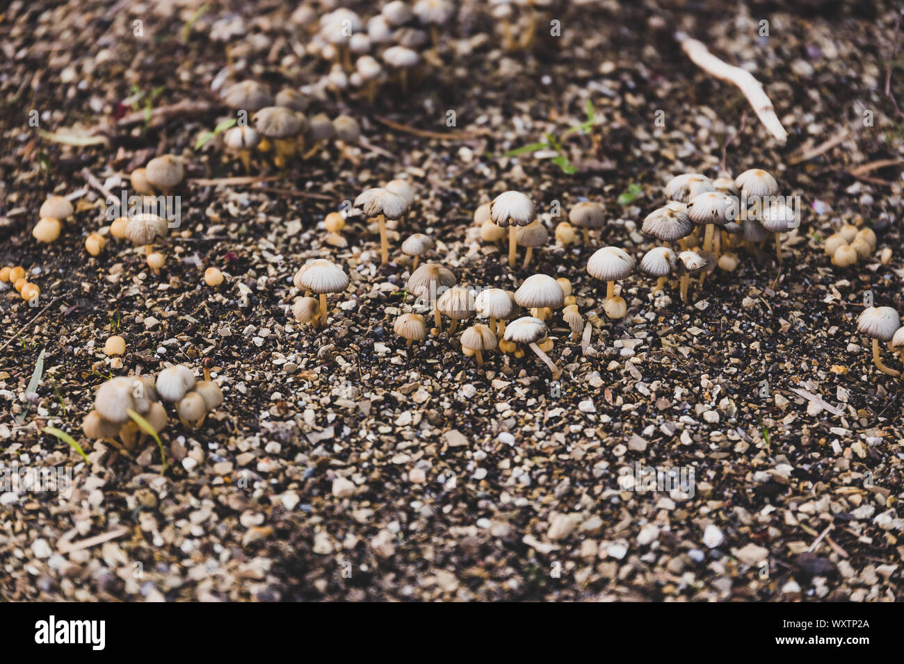 group of tiny mushrooms popping up from the ground among wet soil and ...