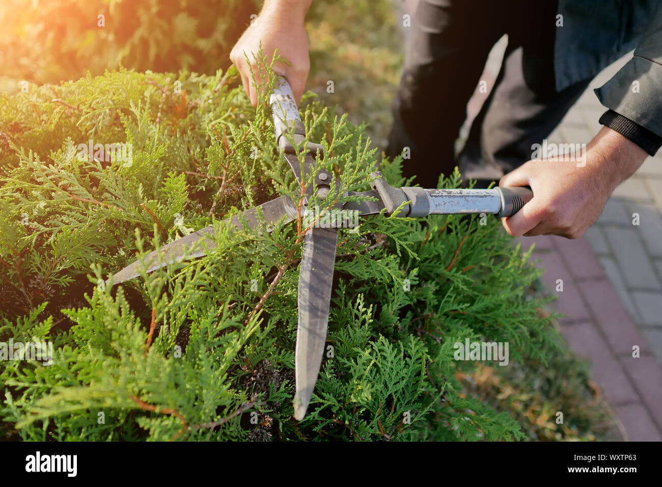 autumn pruning conifer shrubs garden shears Stock Photo - Alamy