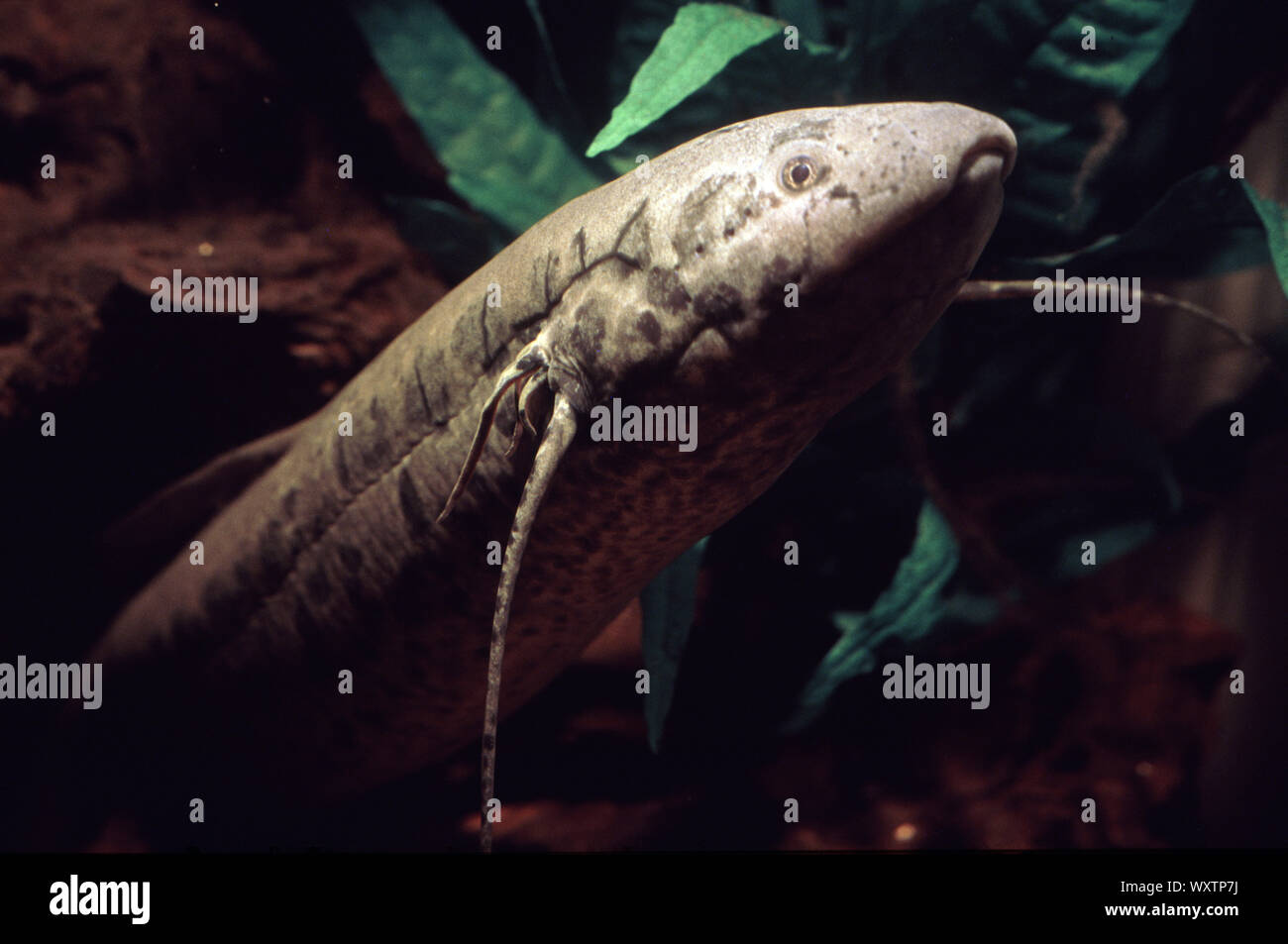 African lungfish, Protopterus annectens Stock Photo - Alamy