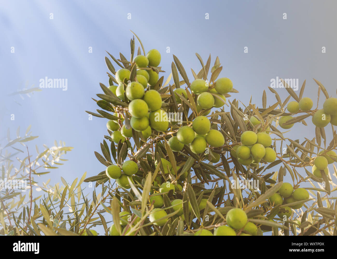 Olive trees garden. Mediterranean olive field ready for harvest Stock ...