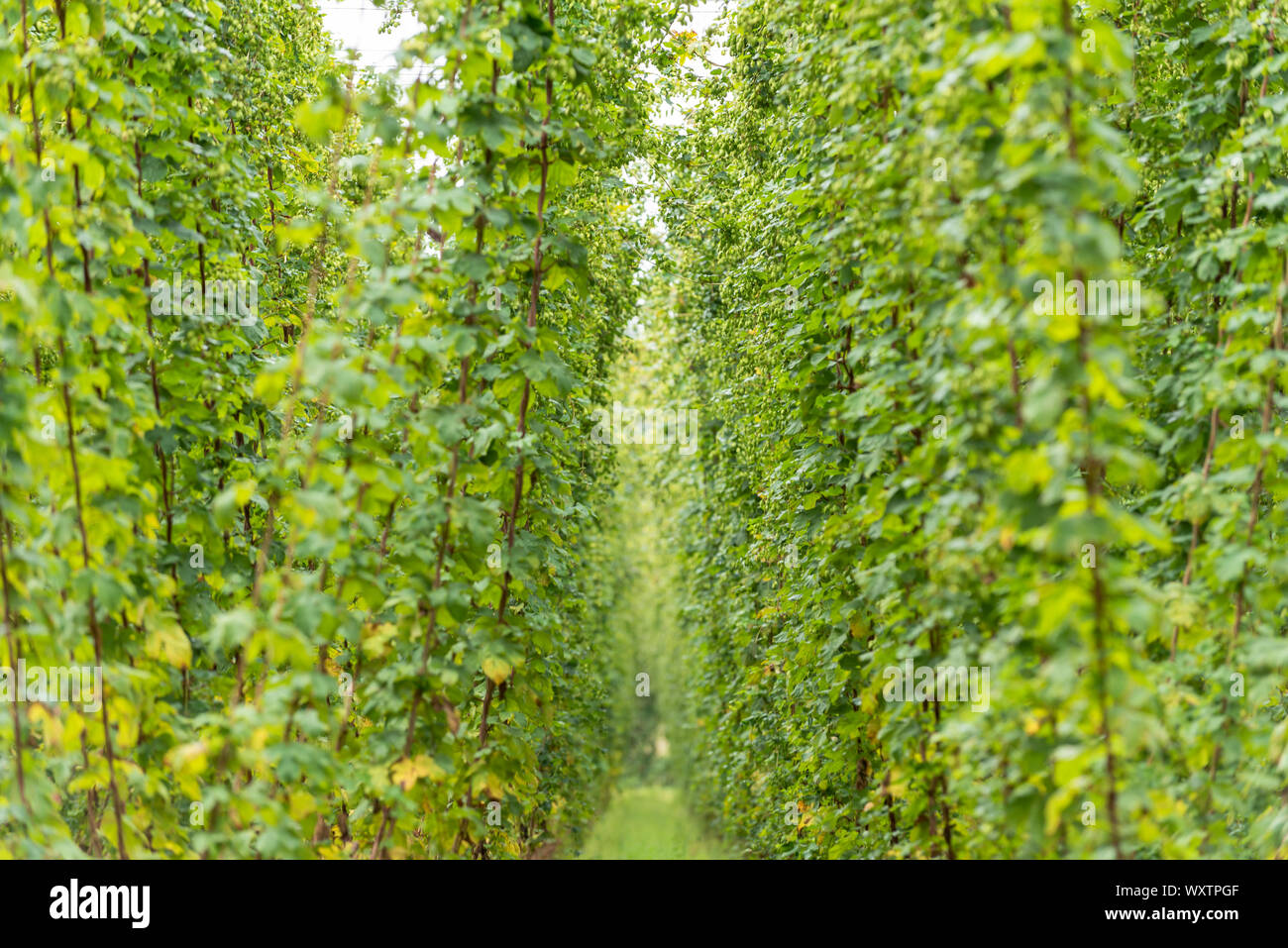 Hops growing in a Hop garden in Kent Stock Photo - Alamy