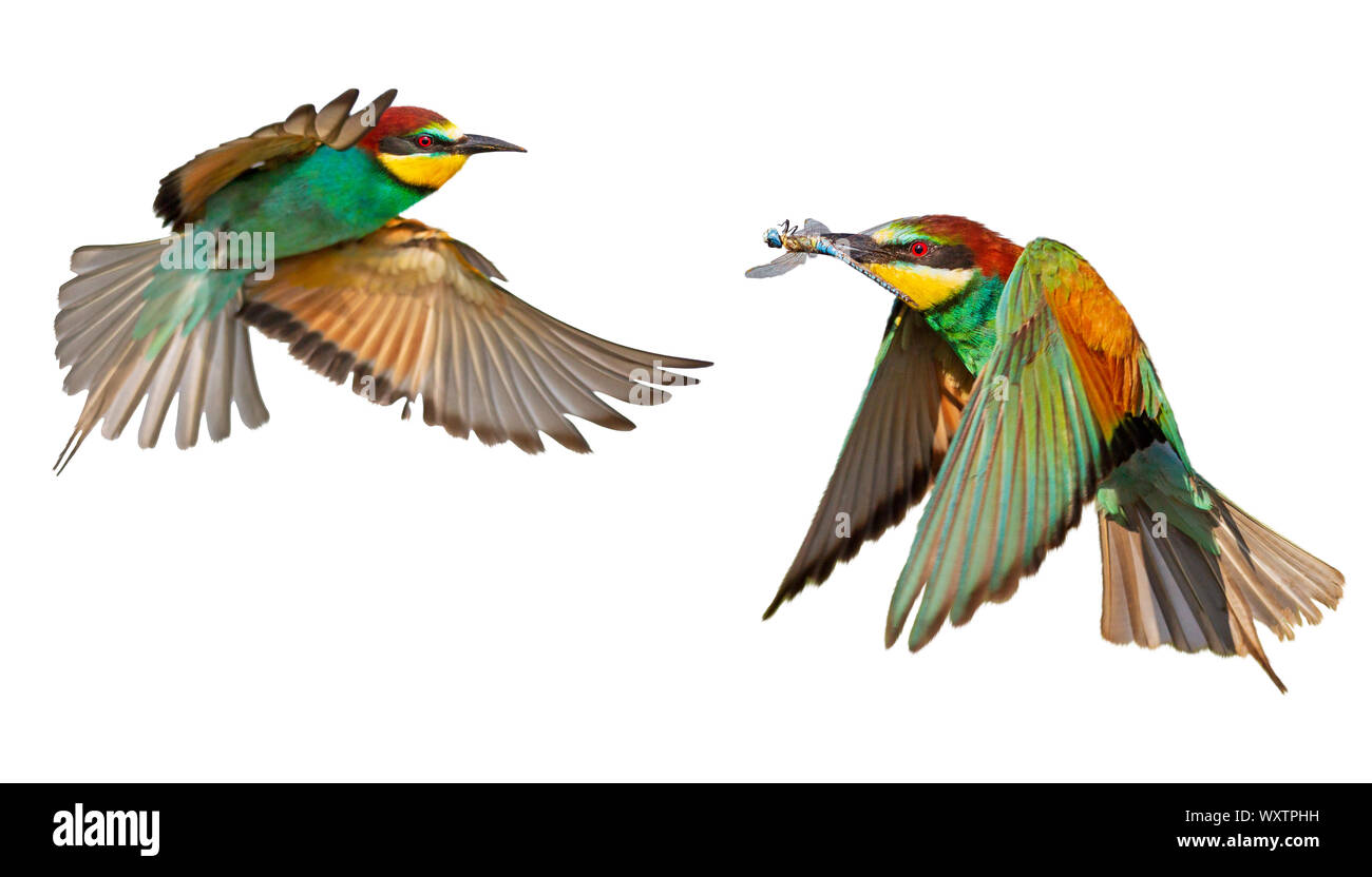 Bird species in zoo Cut Out Stock Images & Pictures - Alamy