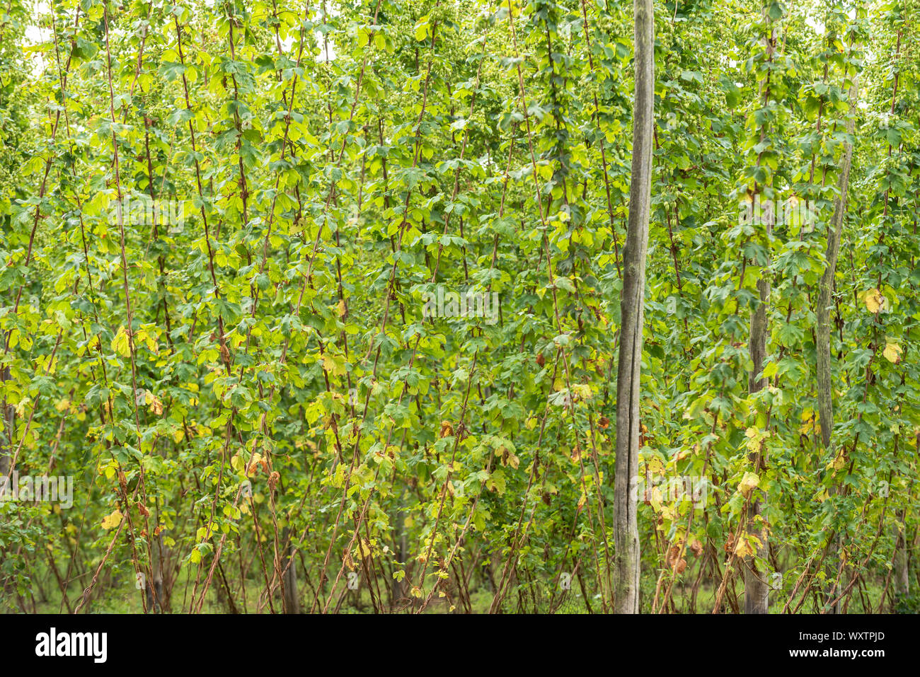 Hops growing in a Hop garden in Kent Stock Photo - Alamy