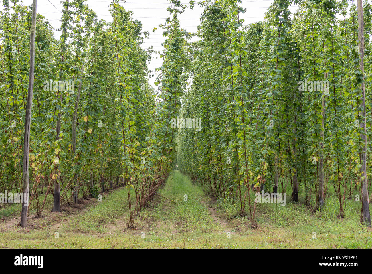 Hops growing in a Hop garden in Kent Stock Photo - Alamy
