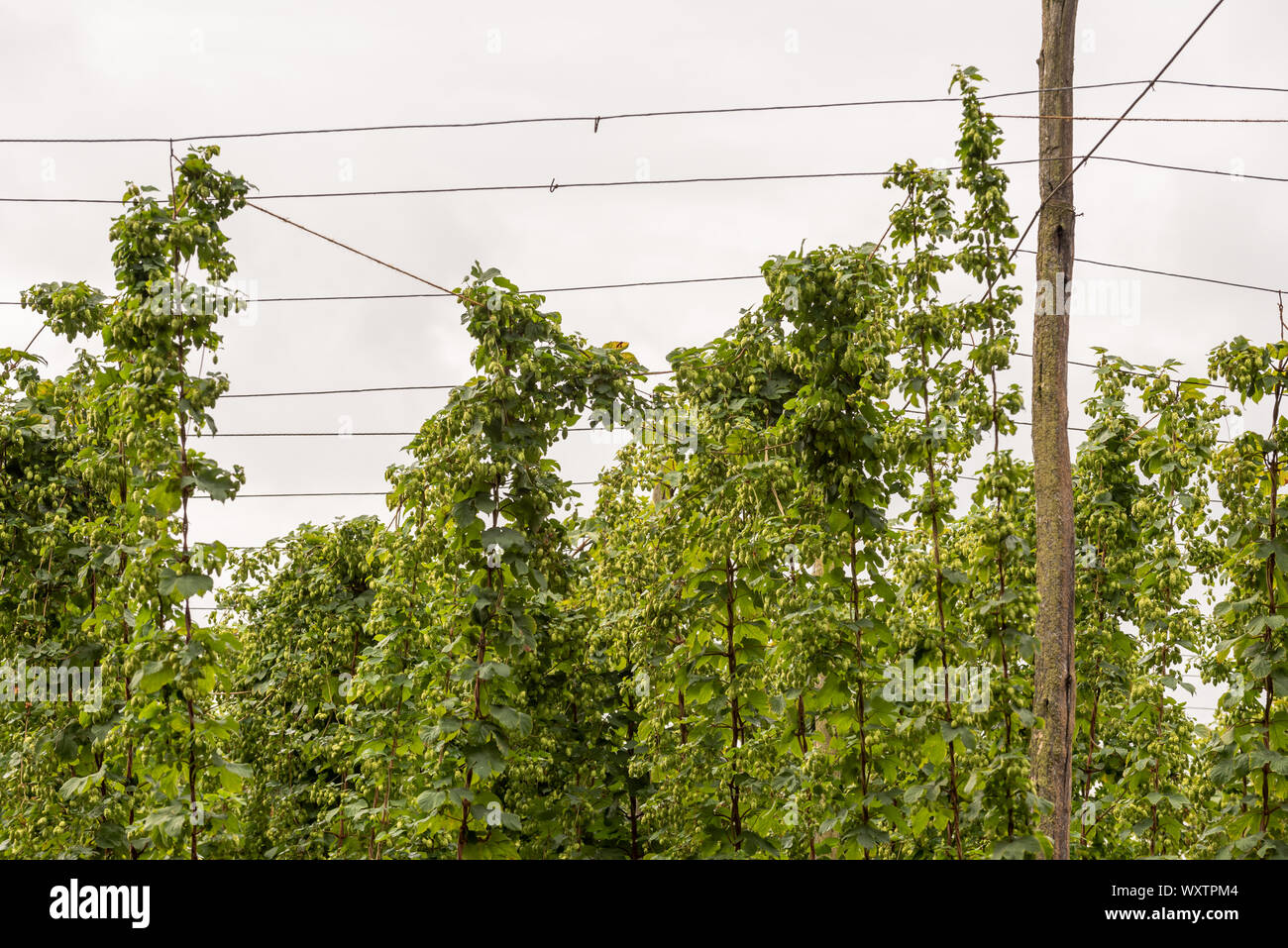 Growing hops kent hi-res stock photography and images - Alamy