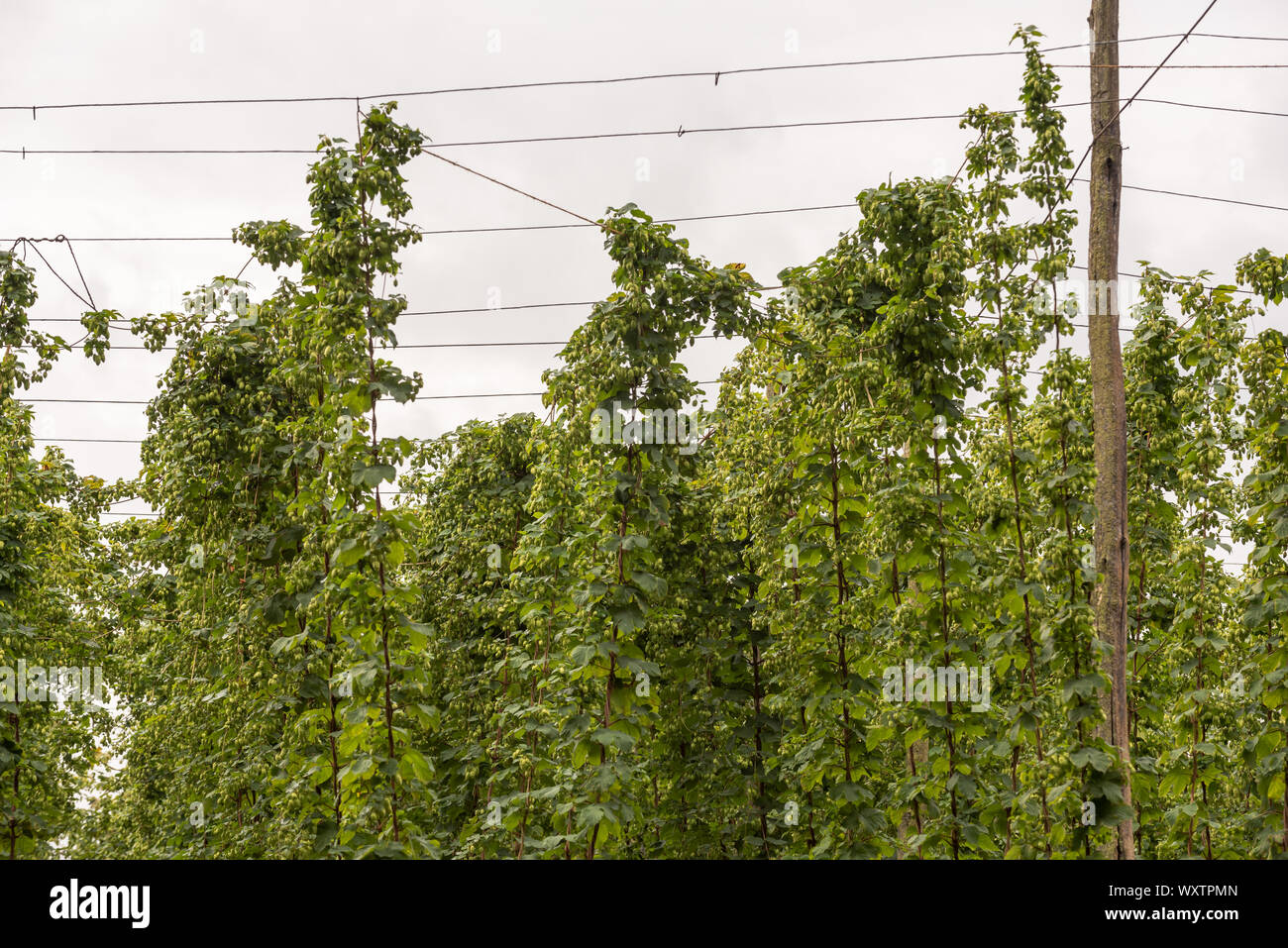 Hops growing in a Hop garden in Kent Stock Photo - Alamy