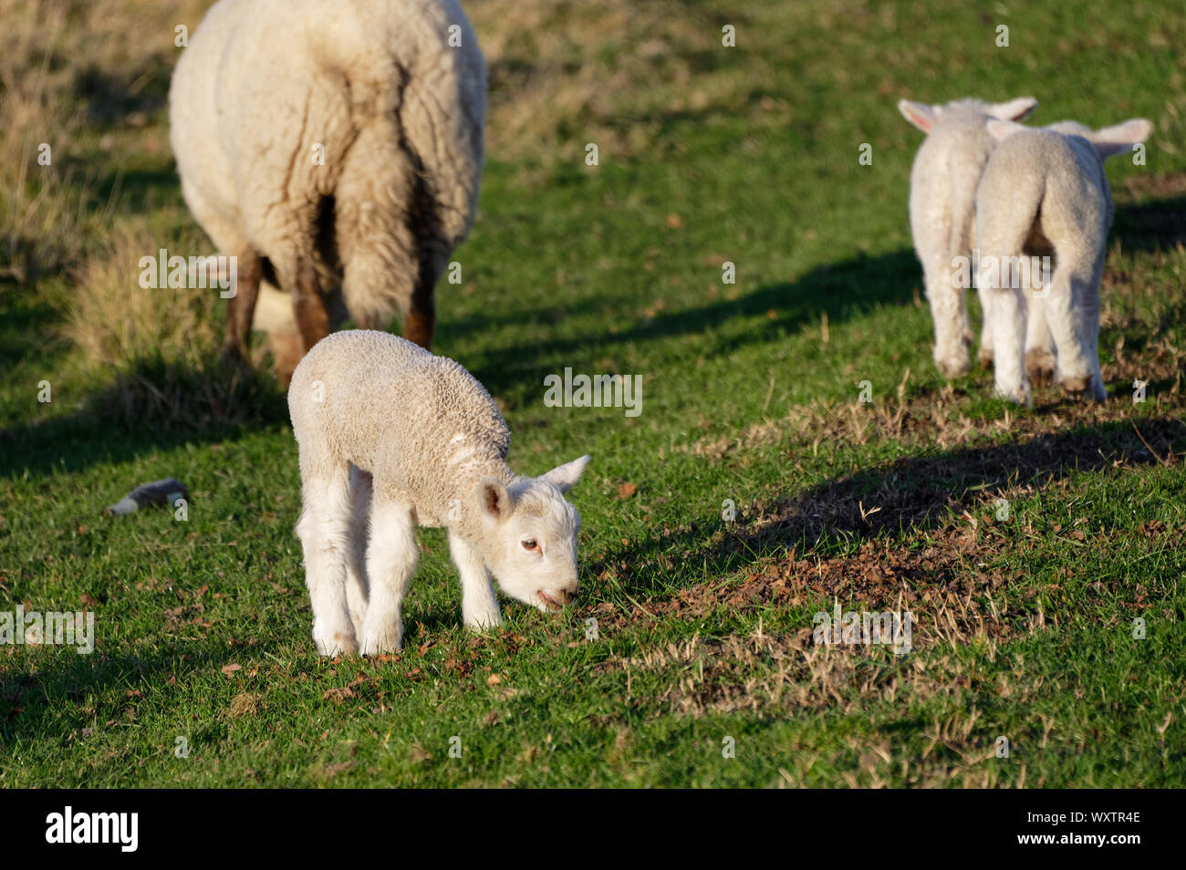 Twin lambs in a rural scene with their mum Stock Photo - Alamy