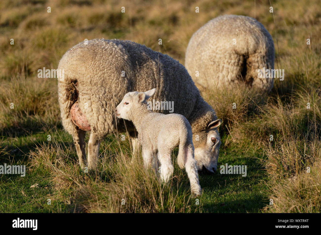 Adult sheep hi-res stock photography and images - Alamy