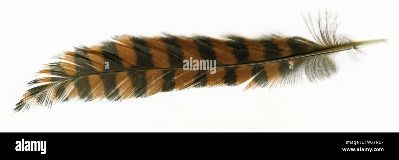 Maori feather cloak hi-res stock photography and images - Alamy