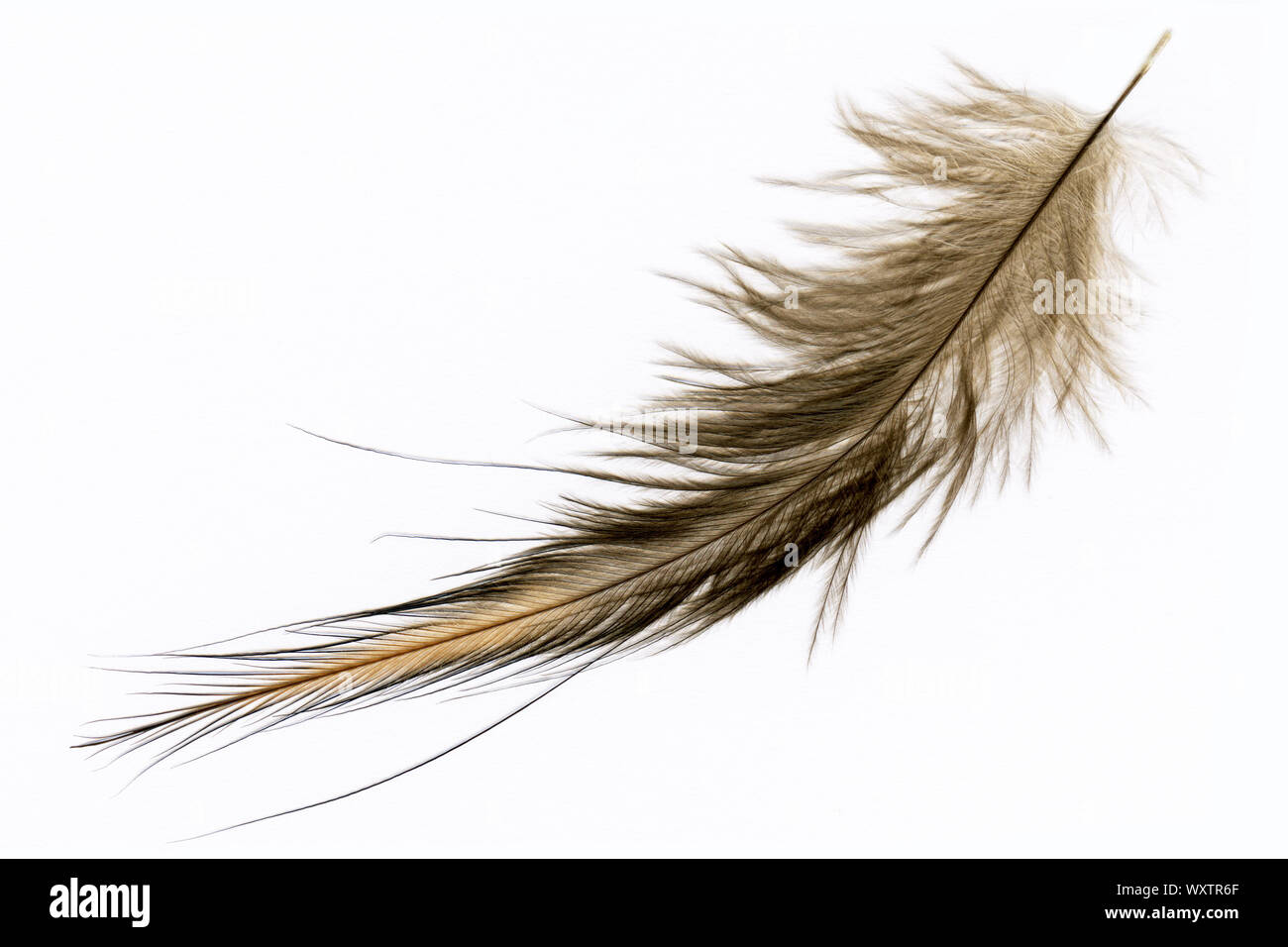 North island brown kiwi hi-res stock photography and images - Alamy