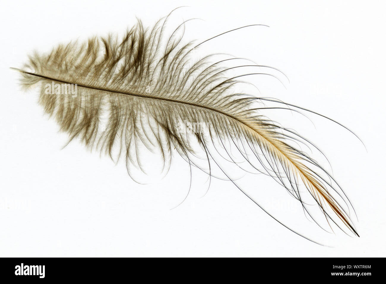 Kiwi feather hi-res stock photography and images - Alamy