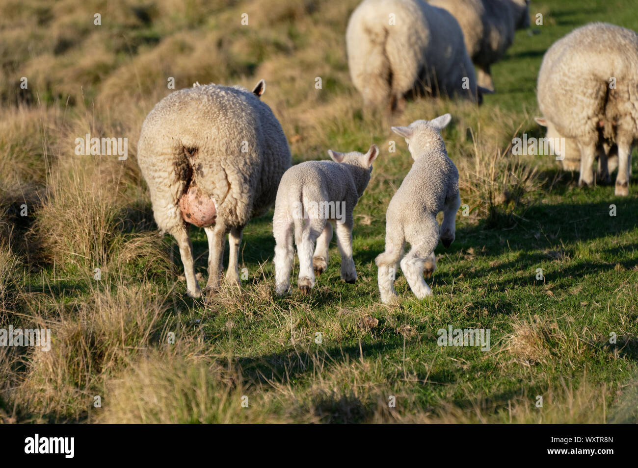Spring lambs jumping in the paddock Stock Photo - Alamy