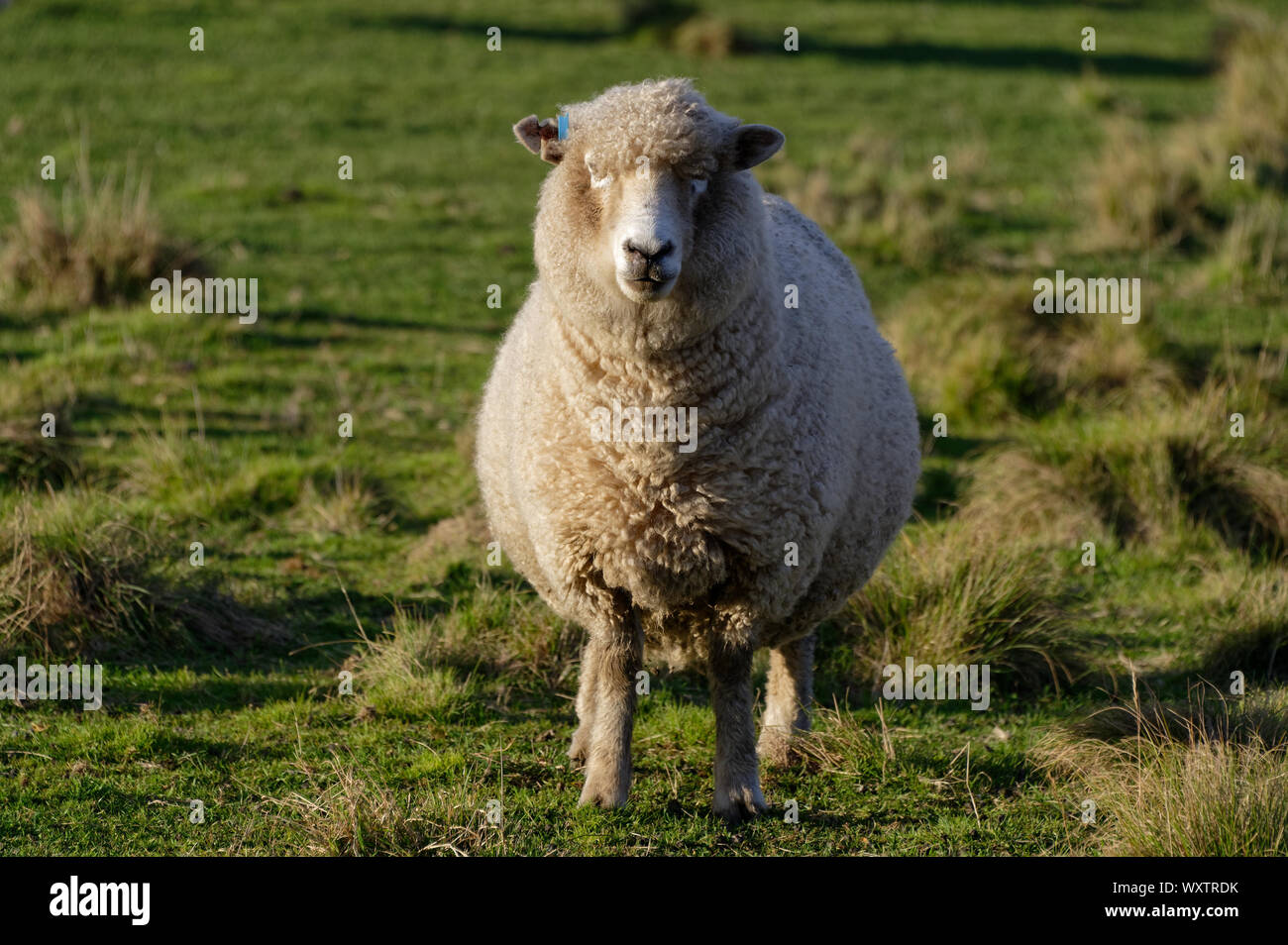 A sheep stands hi-res stock photography and images - Alamy