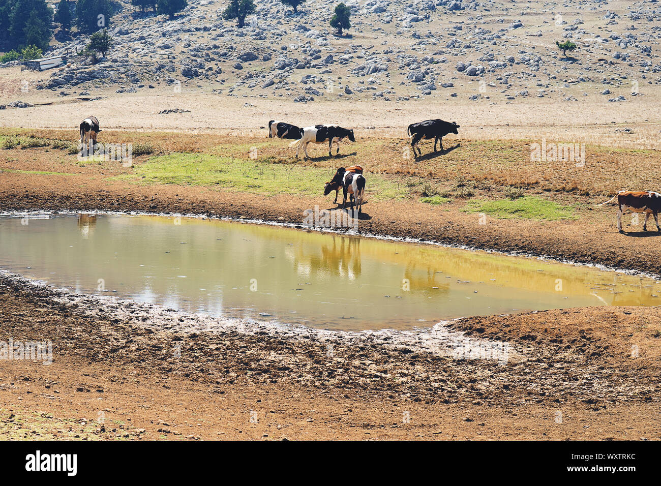 Large group of mixed breed feeder cattle at a watering pond Stock Photo ...