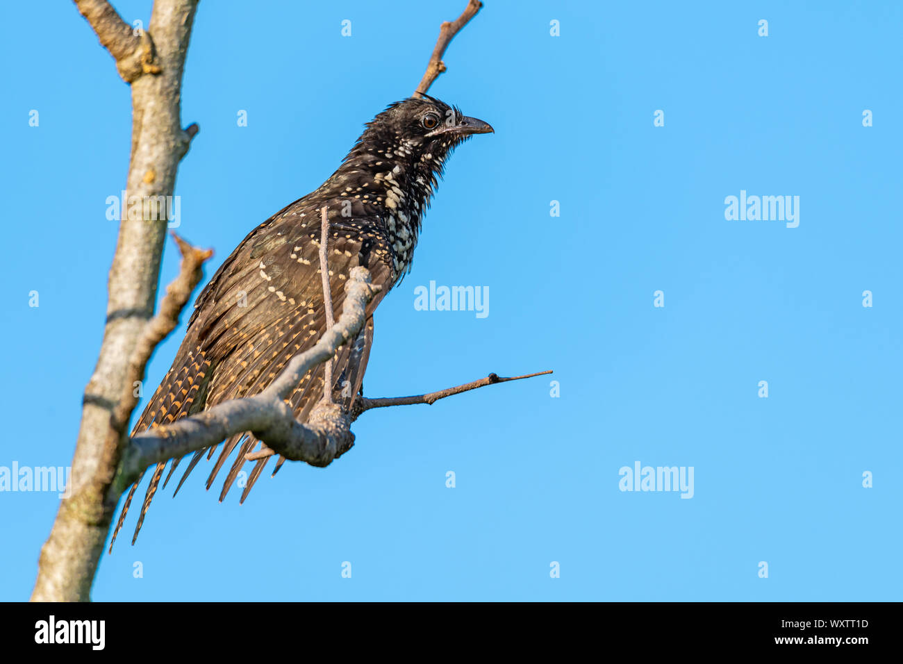 Asian female koel hi-res stock photography and images - Alamy