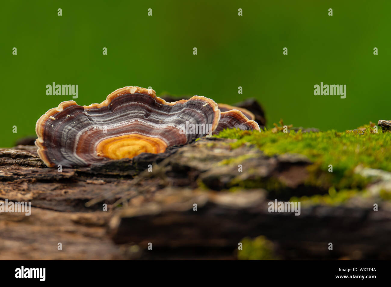 Growing on dead hardwood hi-res stock photography and images - Alamy