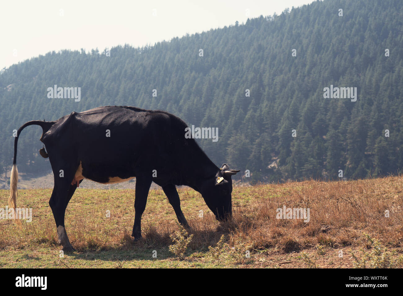 Cow are defecating and grazing in a pasture near the forest Stock Photo ...