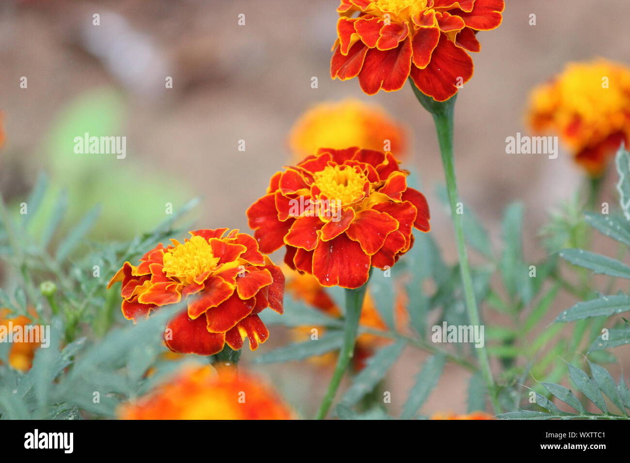 THE BROWN MARIGOLD FLOWERS Stock Photo - Alamy