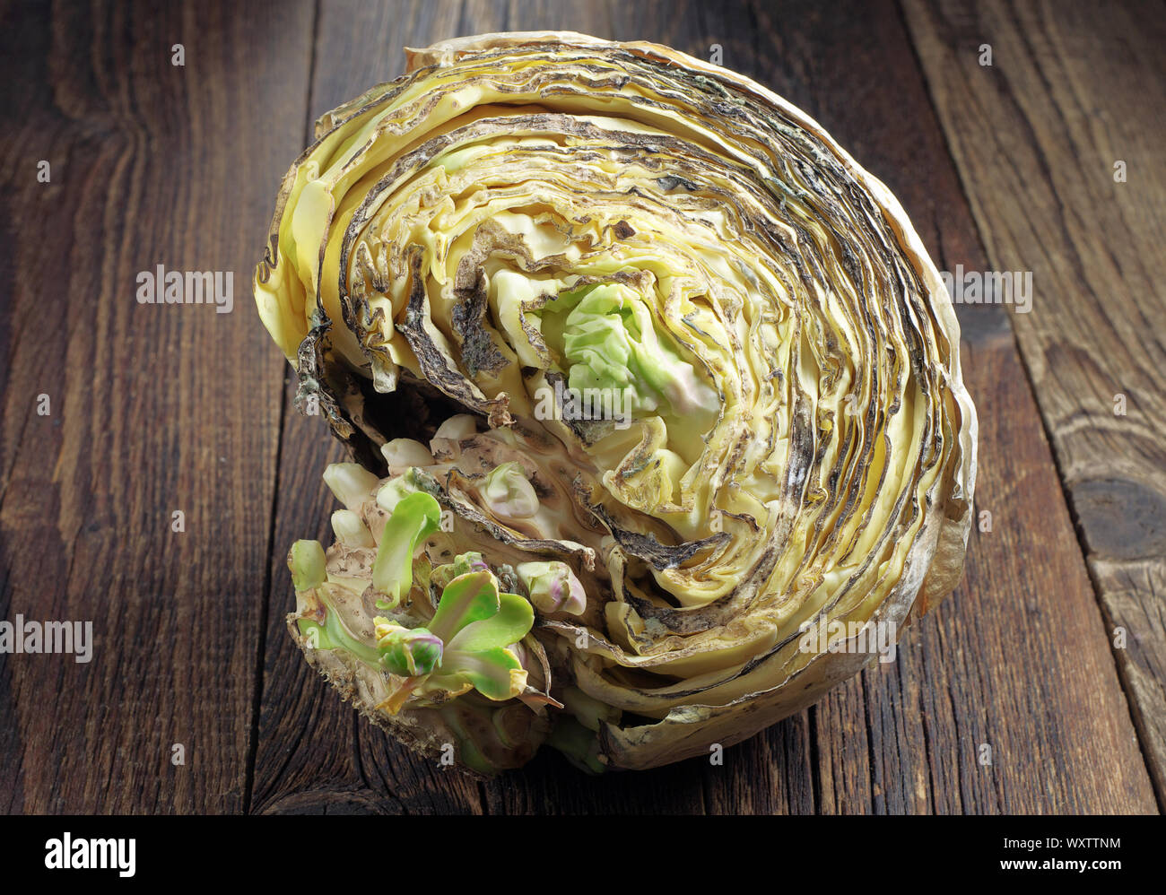 Rotten cabbage hi-res stock photography and images - Alamy