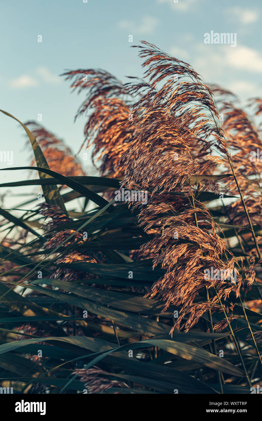 Reeds near the lake blowing in the wind at golden sunset light ...