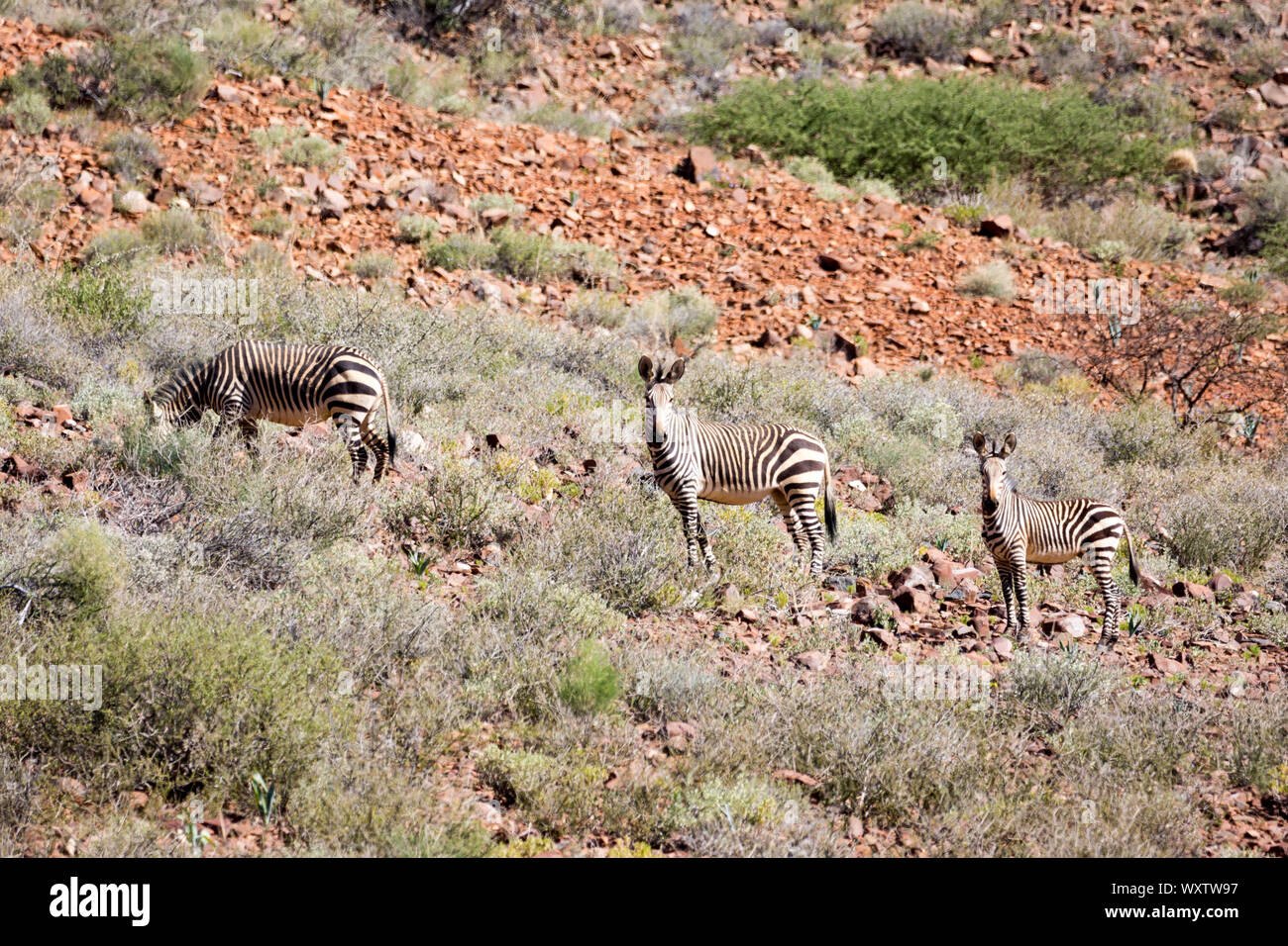 Naukluft mountain zebra park hi-res stock photography and images - Alamy