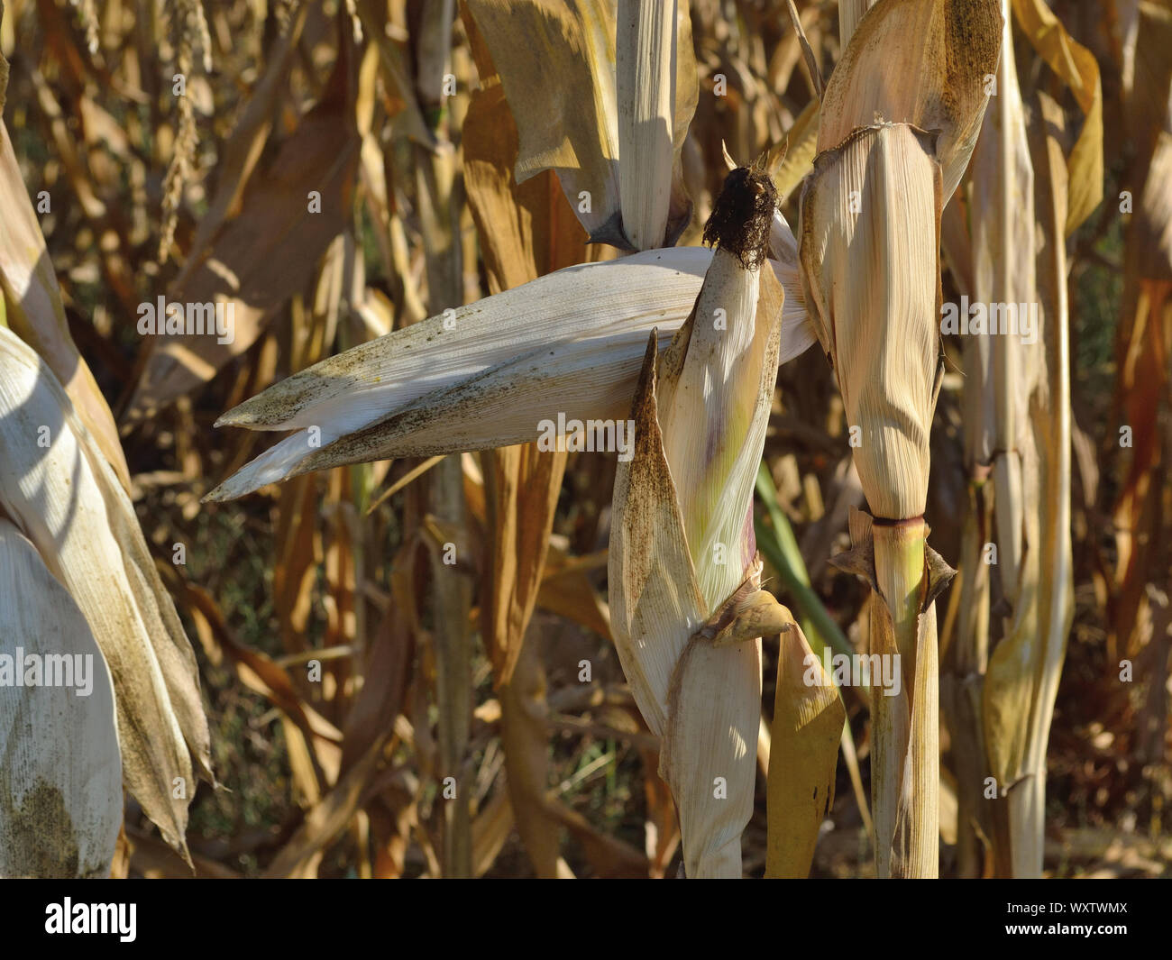 Maize Field Zea Mays High Resolution Stock Photography and Images - Alamy